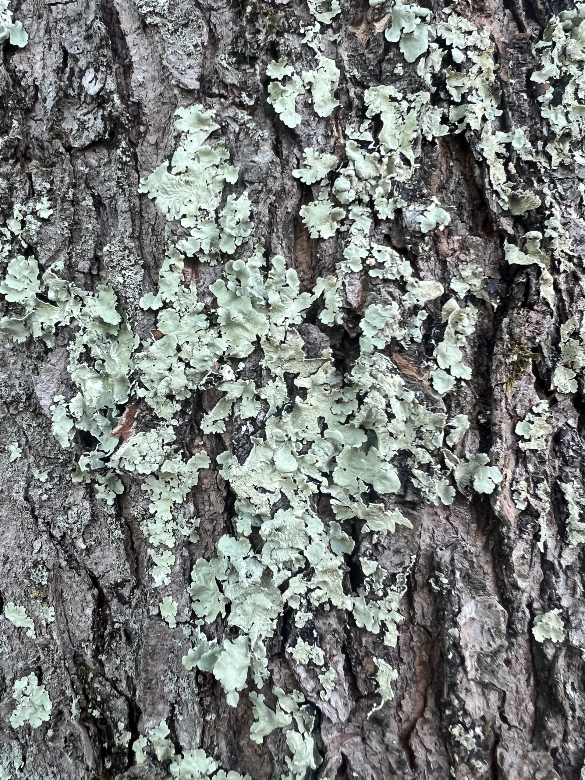 Plants of Alum Creek State Park – Lexi's Ohio Plants Website